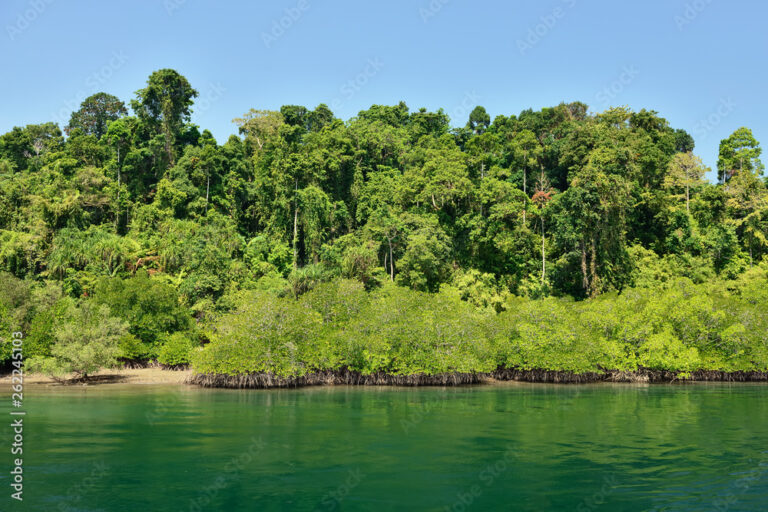 Flora and Fauna of Andaman & Nicobar Islands - andaman ocean Hills